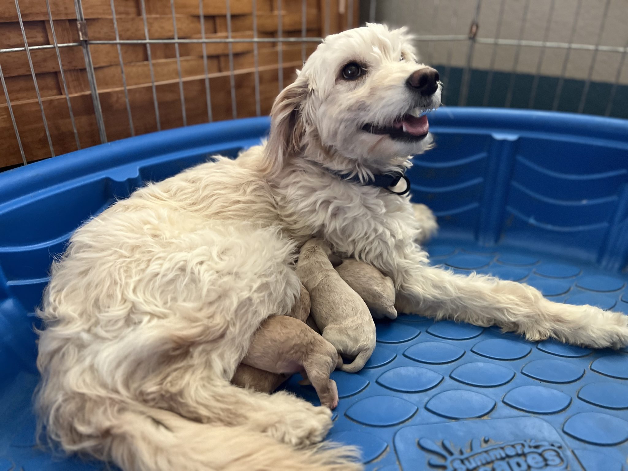 Available Puppies Miniature Goldendoodle Breeders in Washington WA ...