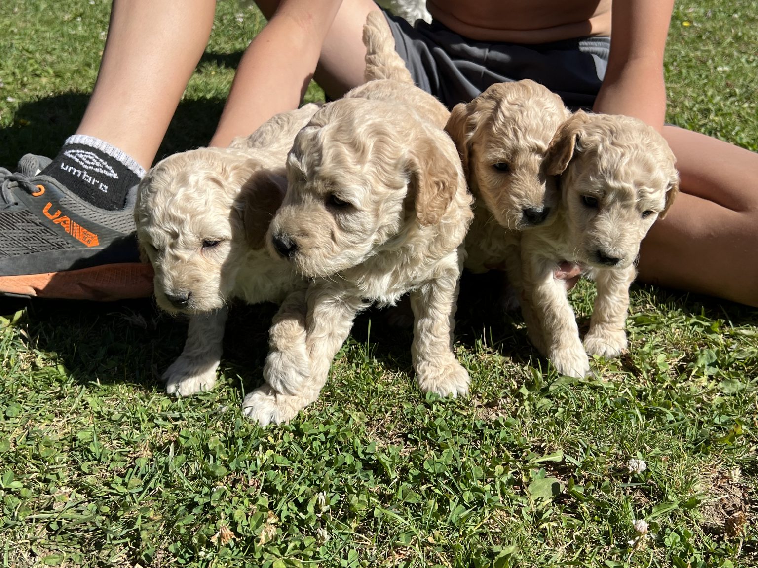 Available Puppies Miniature Goldendoodle Breeders in Washington WA ...