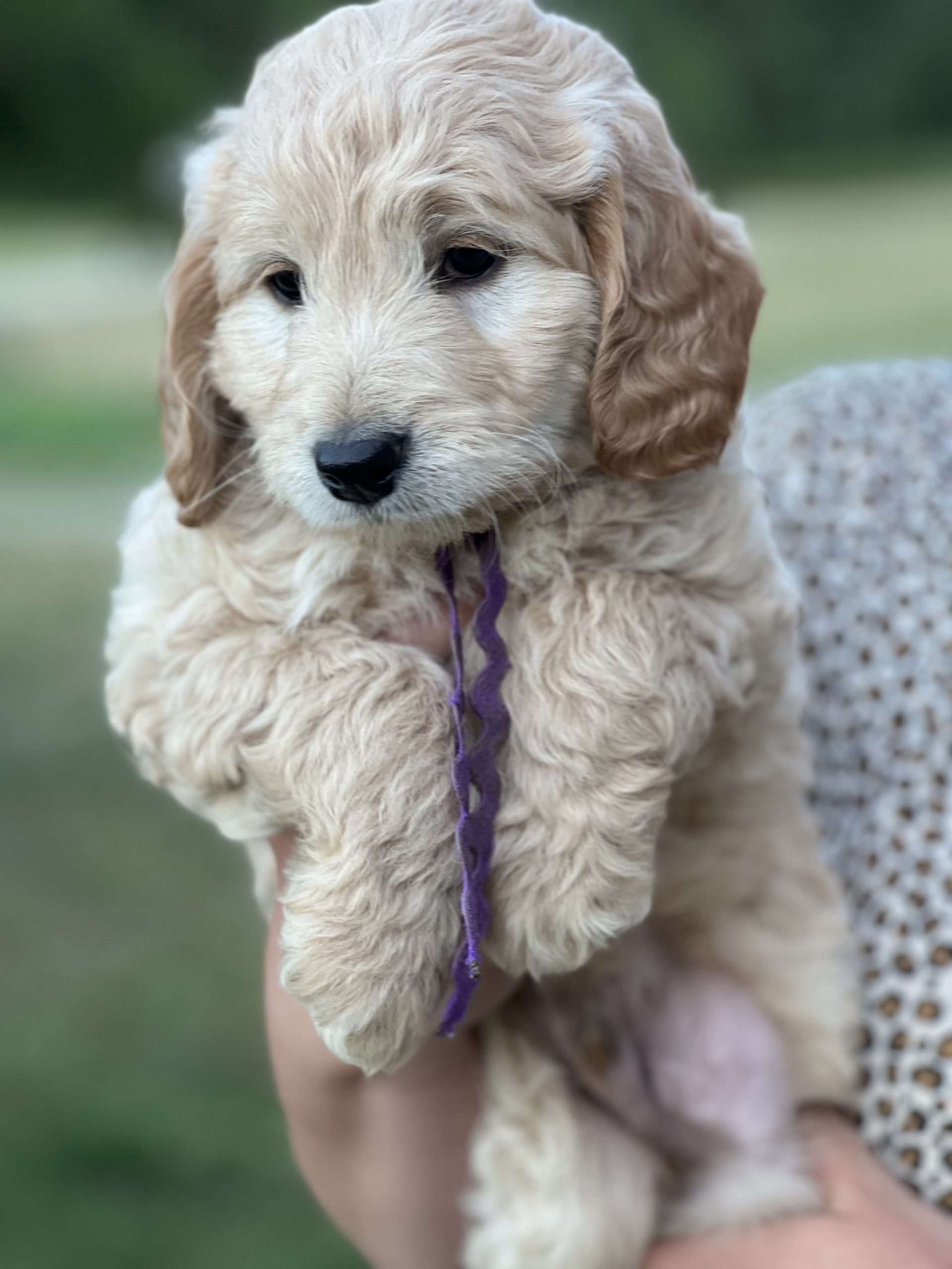 Available Puppies Miniature Goldendoodle Breeders in Washington WA ...
