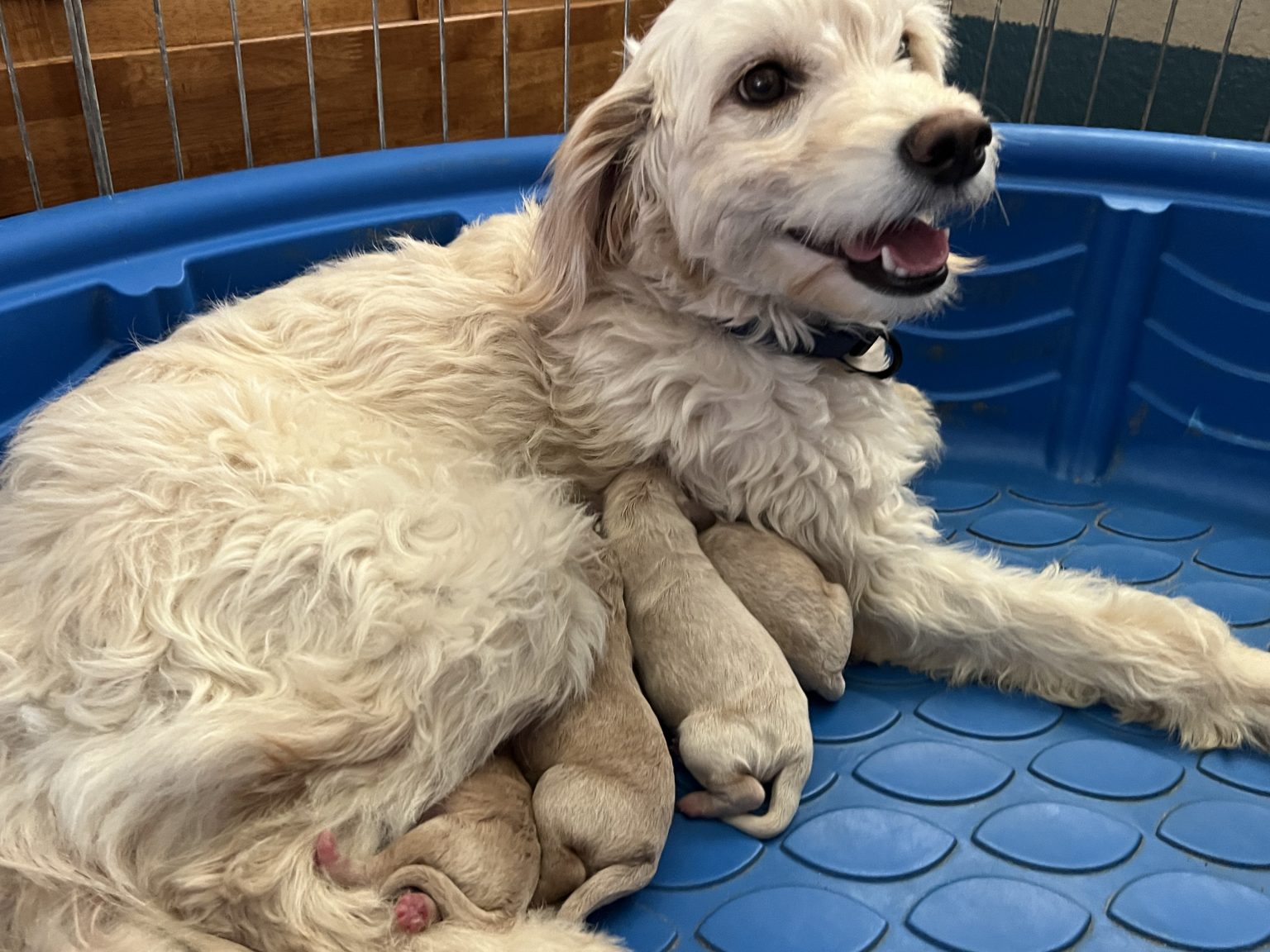 Available Puppies Miniature Goldendoodle Breeders in Washington WA ...