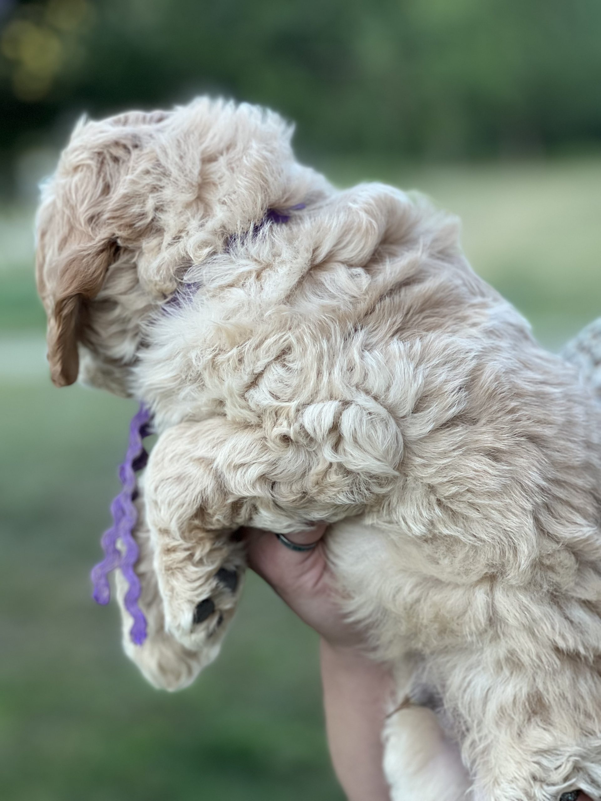 Available Puppies Miniature Goldendoodle Breeders in Washington WA ...