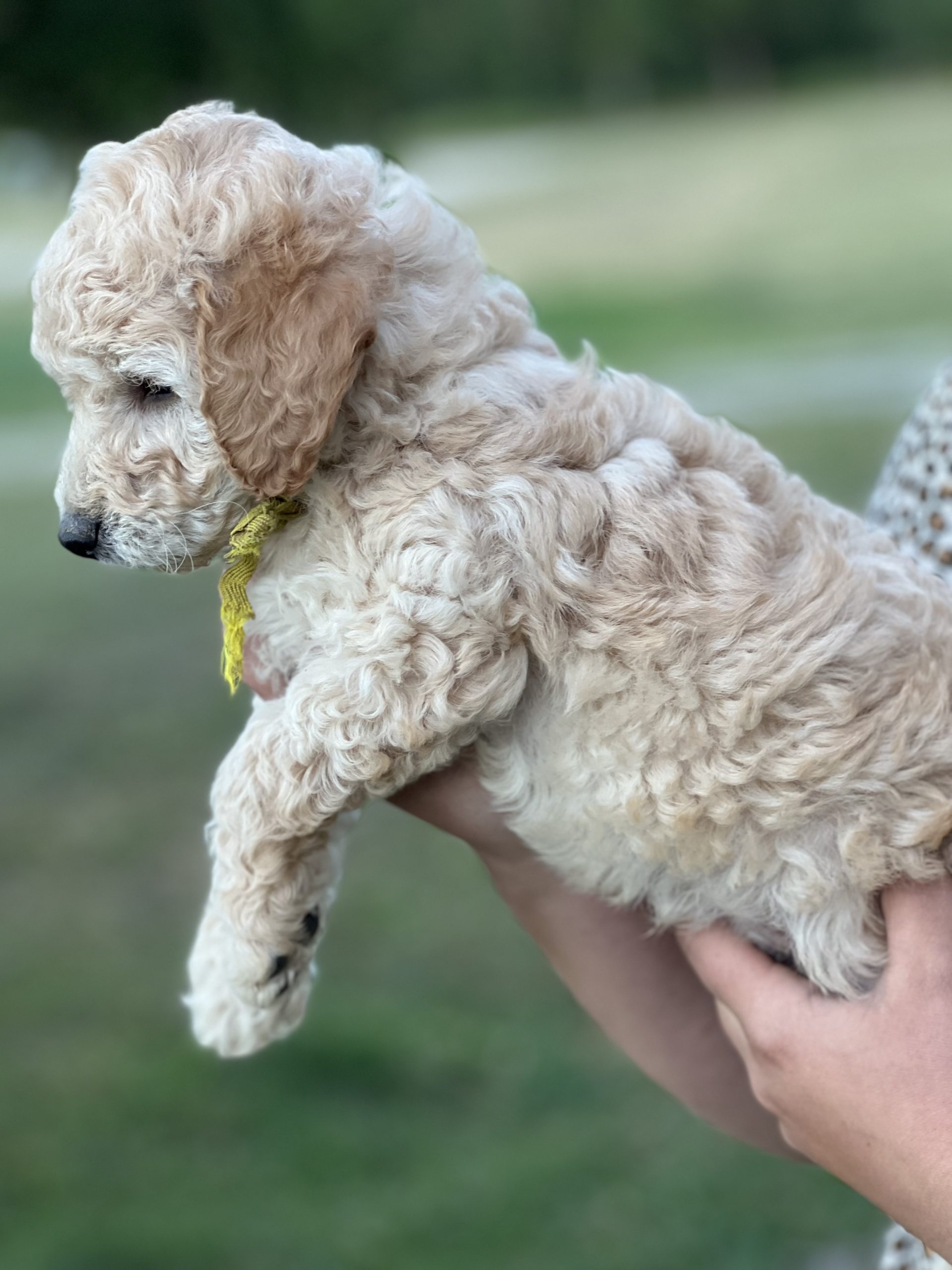 Available Puppies Miniature Goldendoodle Breeders in Washington WA ...